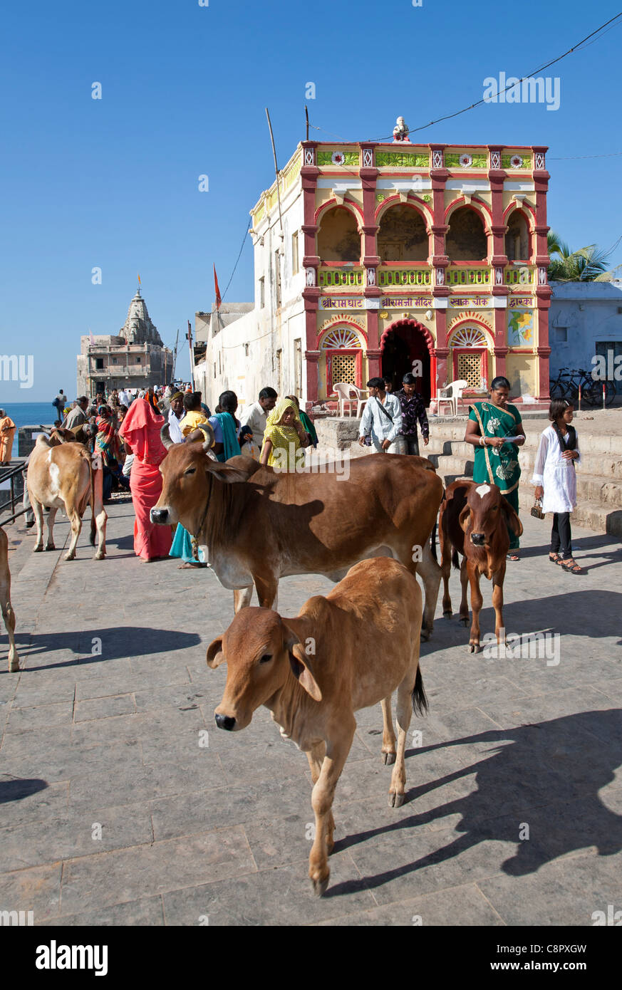 Indian women and cows hi-res stock photography and images - Alamy