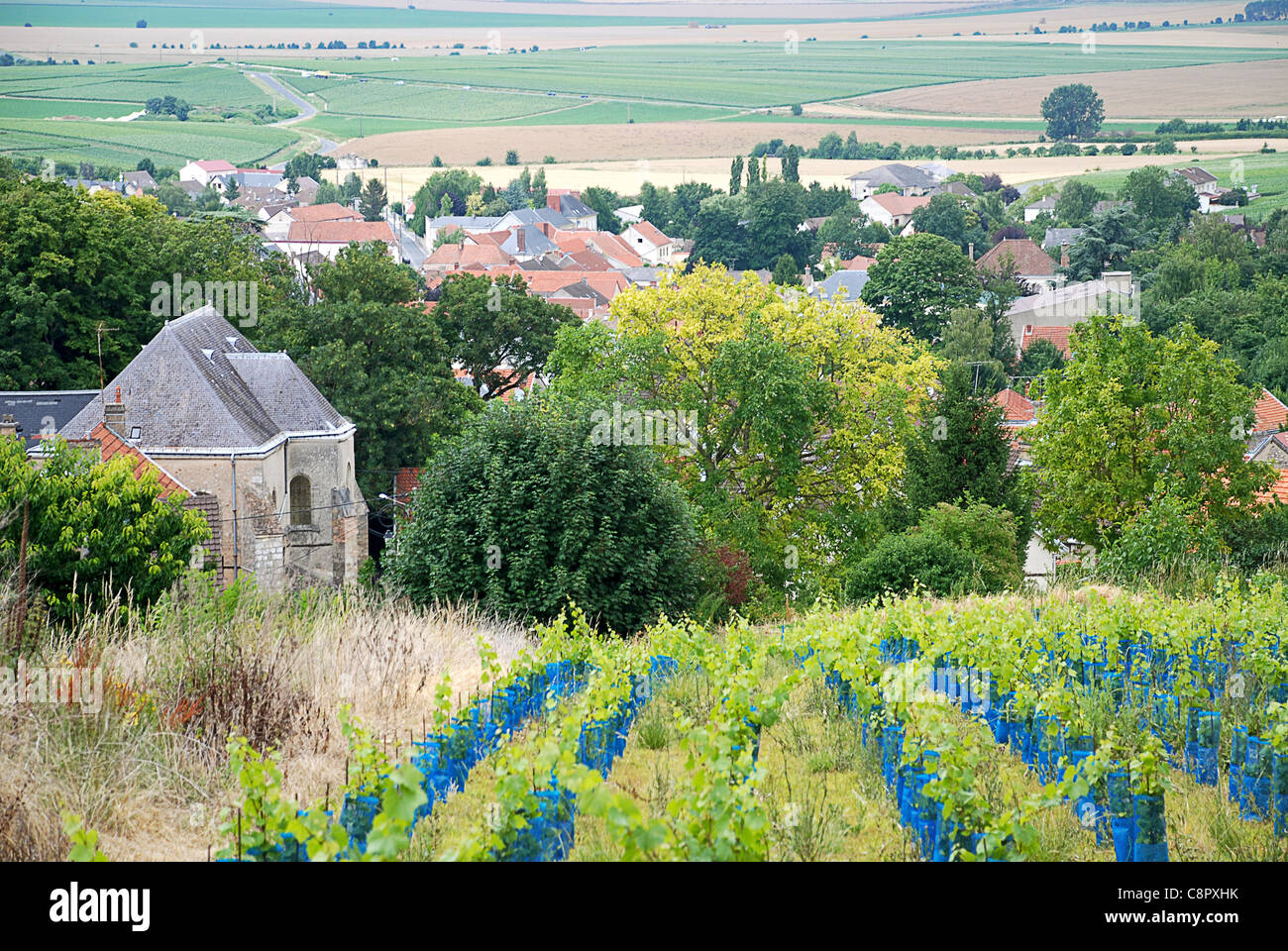 France, Champagne, Ludes, view of vineyard near village Stock Photo - Alamy