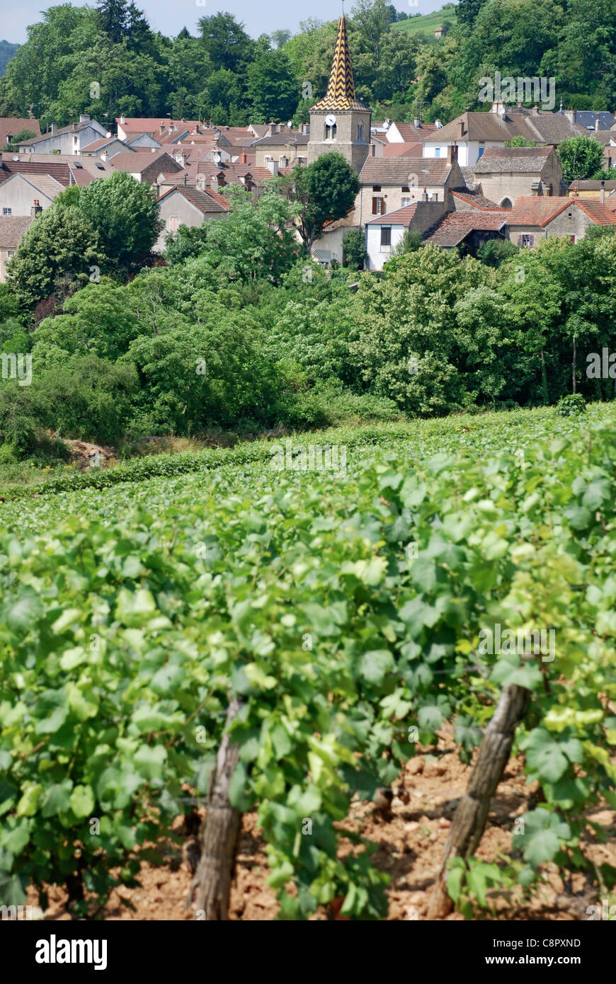 France, Burgundy, Savigny-les-Beaune, village seen from vineyards Stock ...
