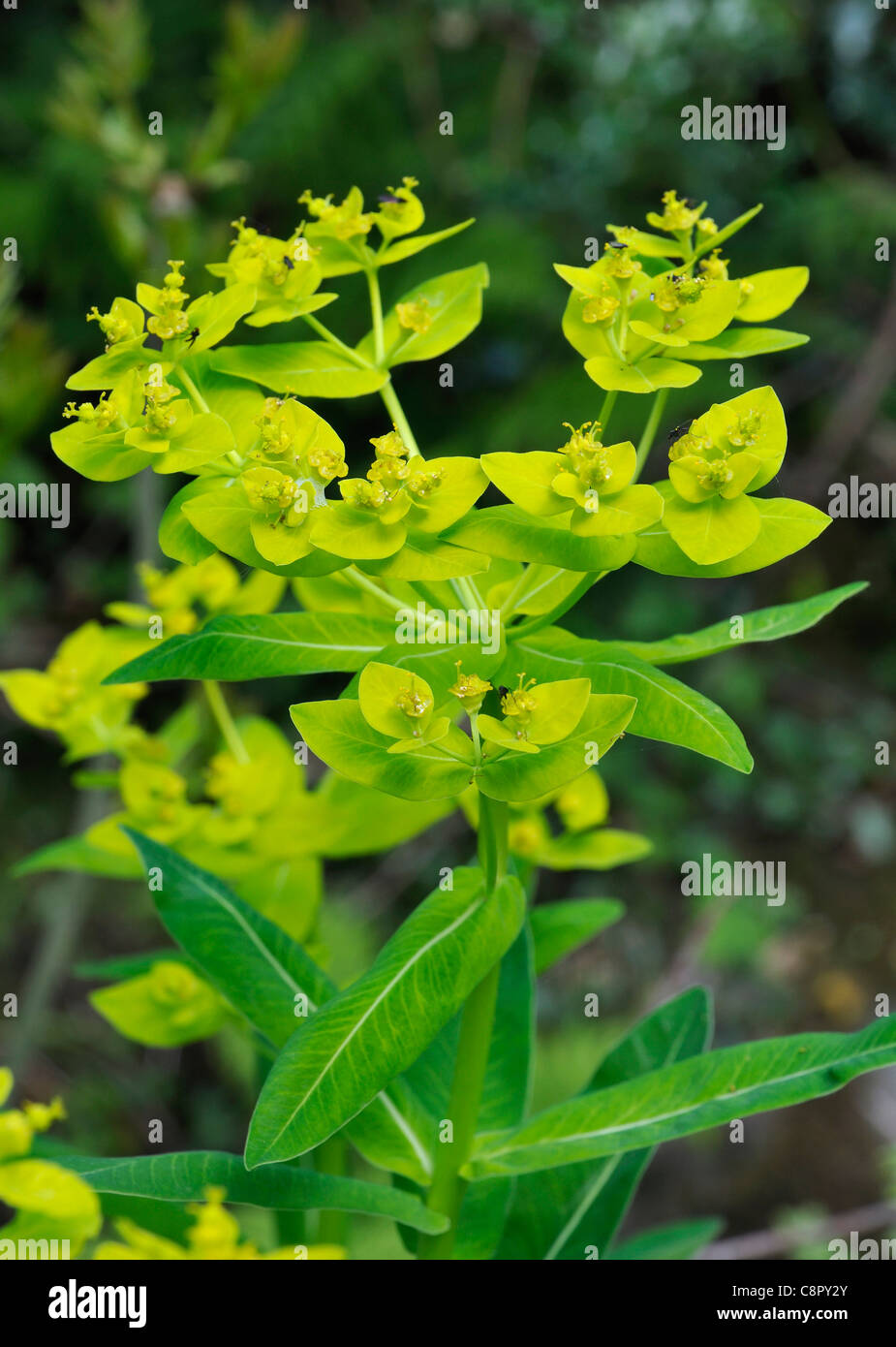 Irish Spurge - Euphorbia hyberna Stock Photo - Alamy