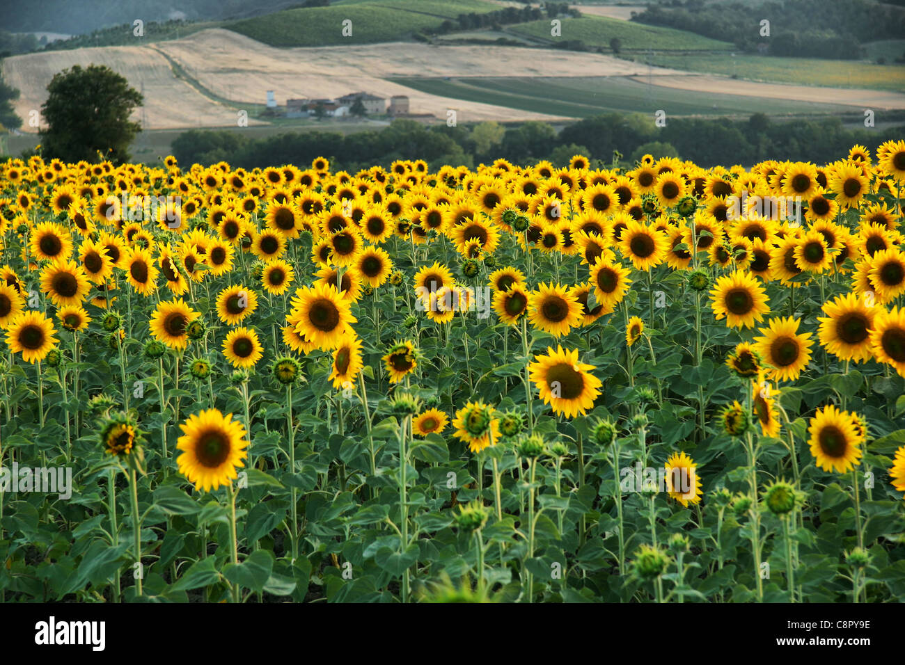 field full of sunflowers in Tuscany, Italy Stock Photo - Alamy