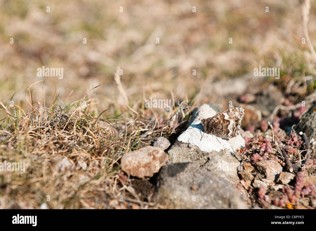 Grayling Butterfly, Hipparchia semele Stock Photo - Alamy