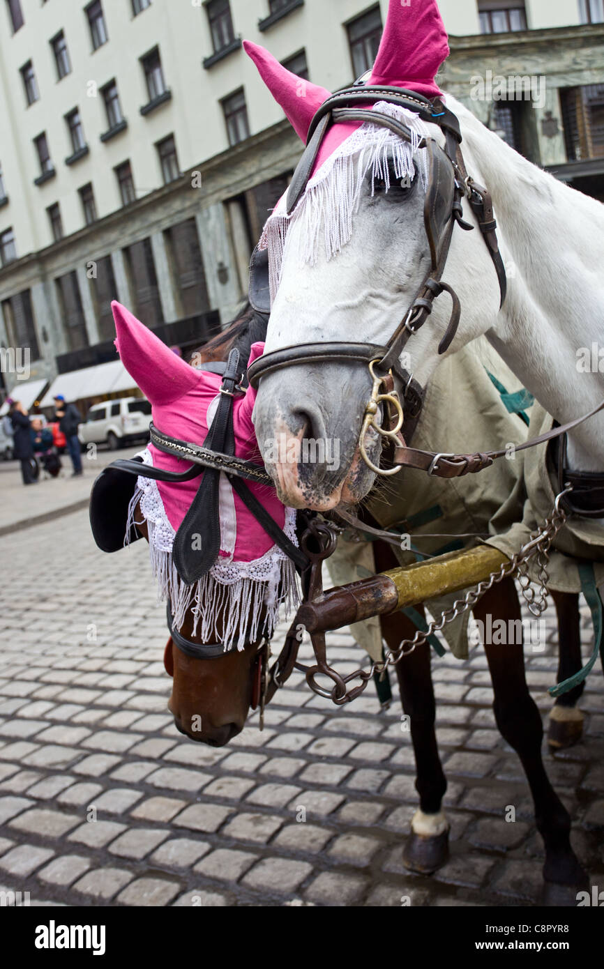 Vienna horse school hi-res stock photography and images - Alamy