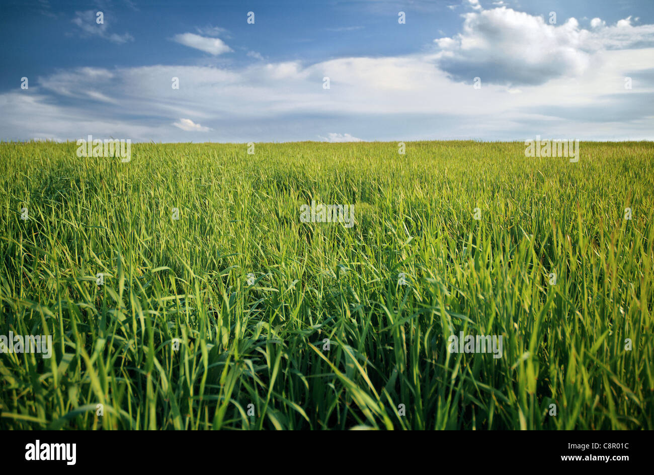 Field of grass Stock Photo - Alamy