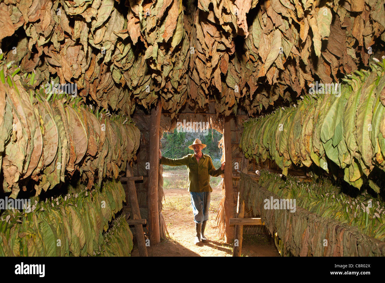 PINAR DEL RIO: VINALES TOBACCO FARM WITH DRYING TOBACCO LEAVES AND ...