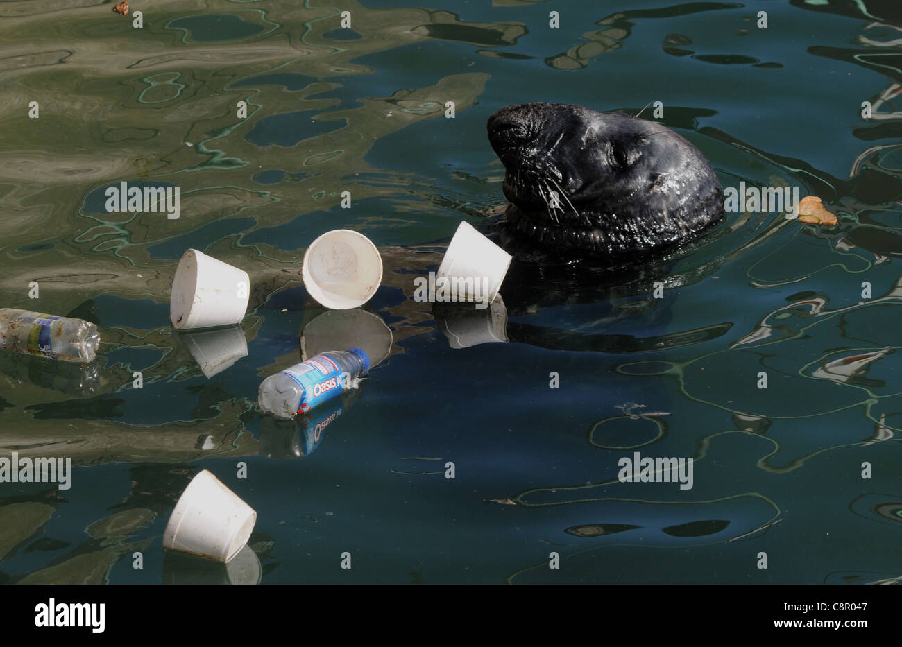 Litter plastic cups hi-res stock photography and images - Alamy