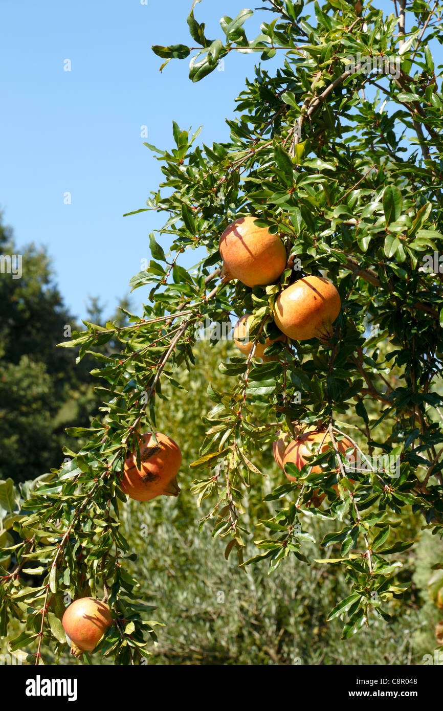 Pomegranate tree hi-res stock photography and images - Alamy