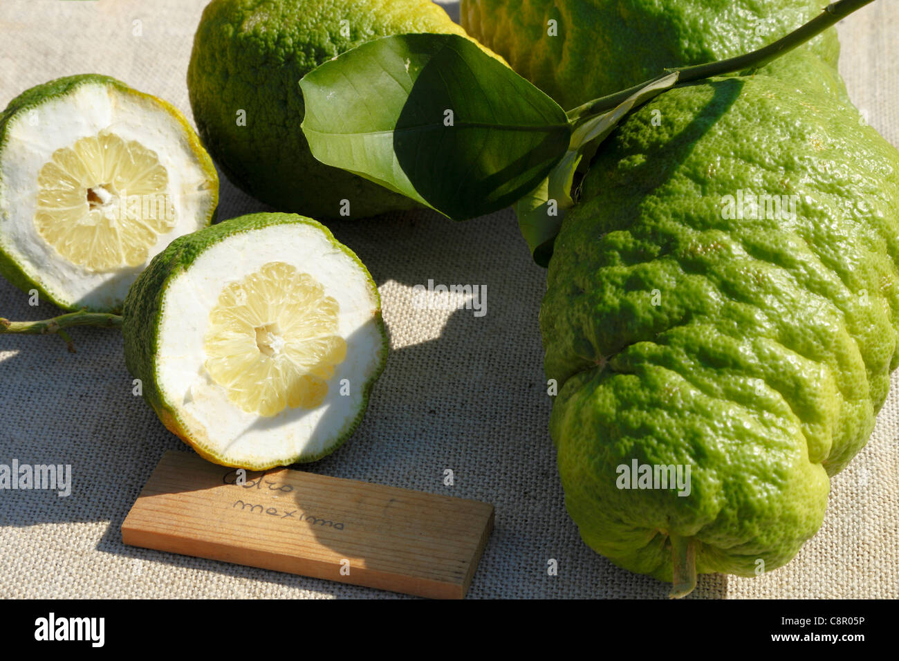 Cedar fruit hi-res stock photography and images - Alamy