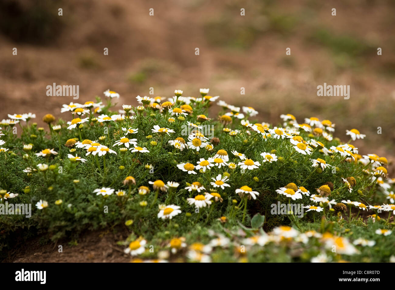 Sea Mayweed, Tripleurospermum maritumum Stock Photo - Alamy