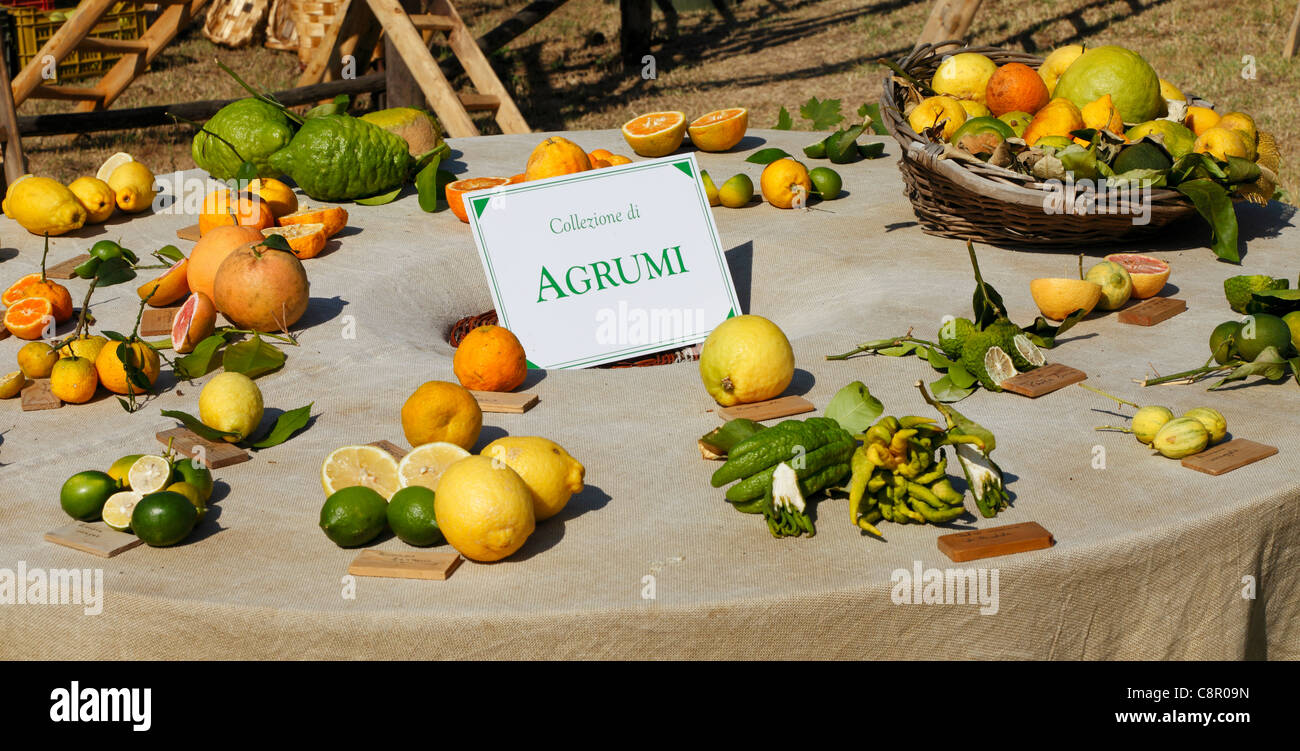 Collection of citrus Stock Photo - Alamy