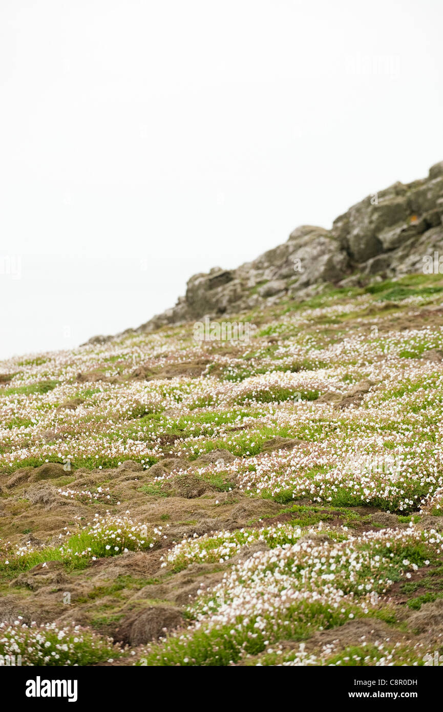 Sea Campion, Silene uniflora, on Skomer Island, Wales, United Kingdom ...