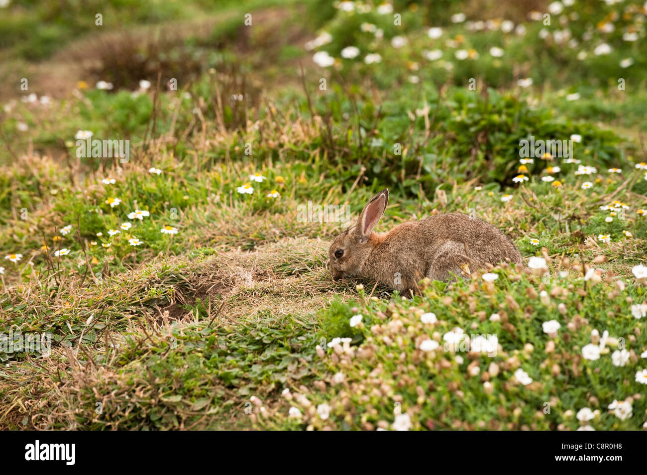 Rabbit wildflowers flower hi-res stock photography and images - Alamy