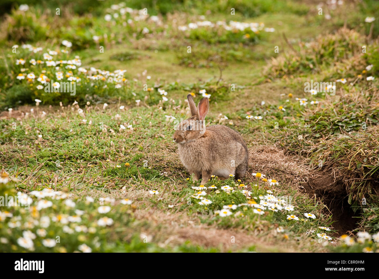 White rabbit coast hi-res stock photography and images - Alamy