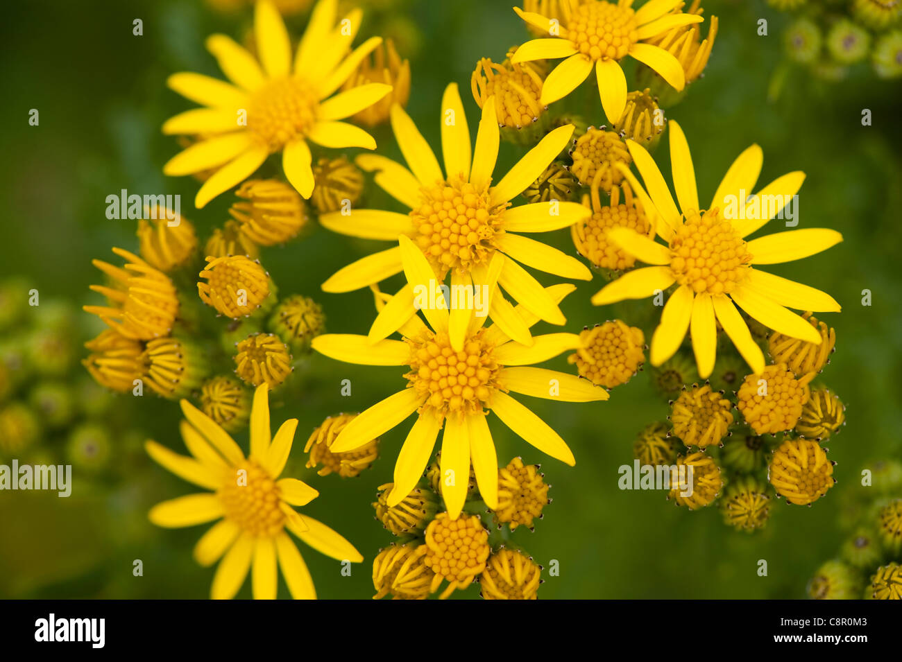Common Ragwort, Senecio jacobaea, in flower Stock Photo - Alamy