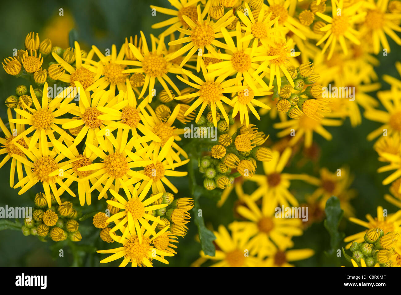 Common Ragwort, Senecio jacobaea, in flower Stock Photo - Alamy