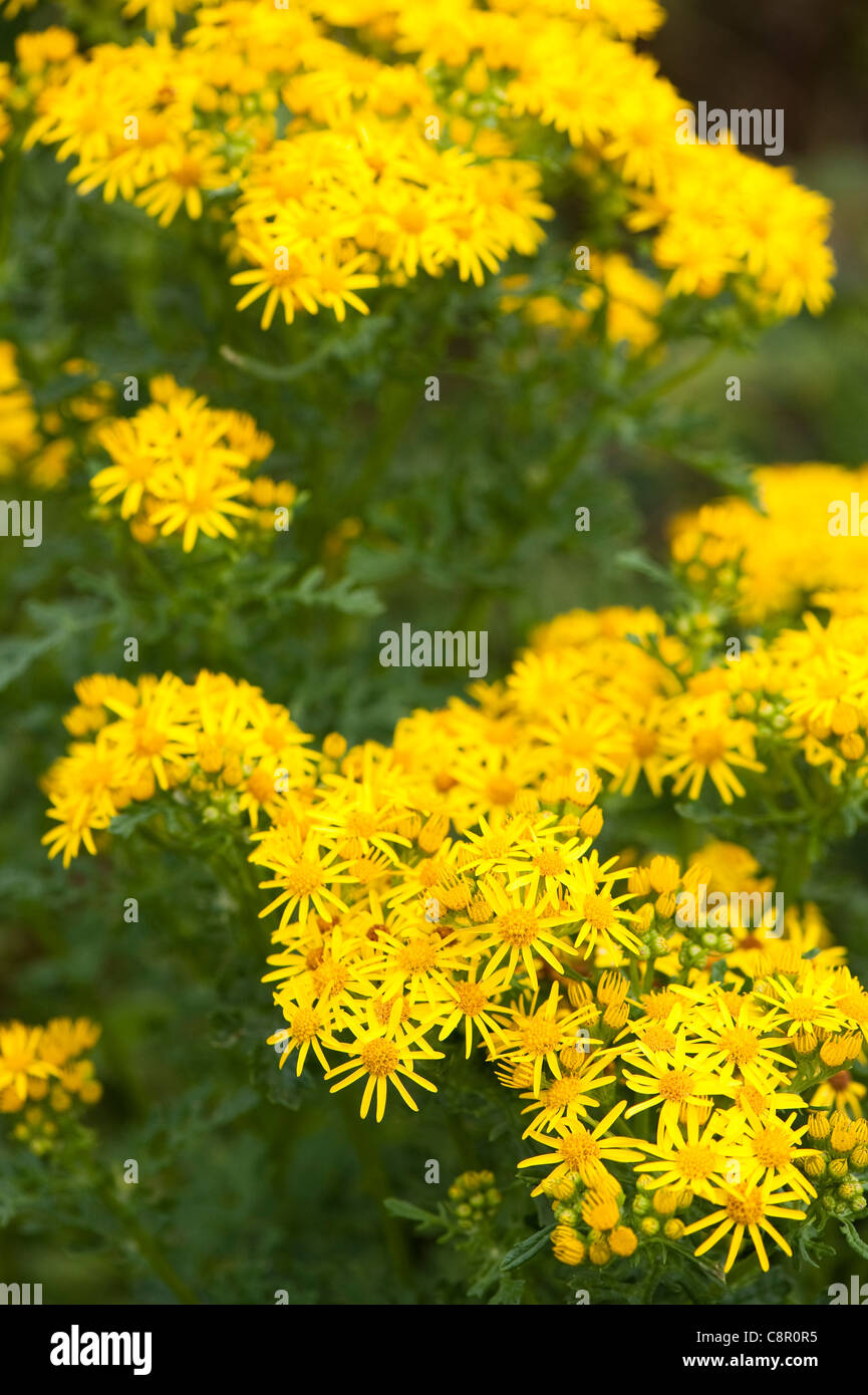 Common ragwort in park hi-res stock photography and images - Alamy