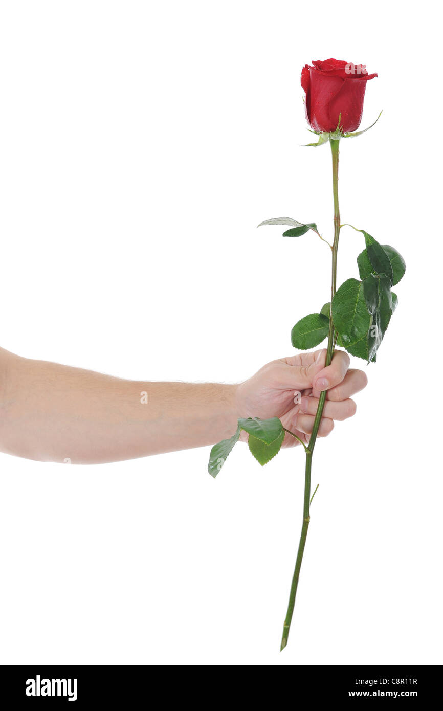 Hand holding rose Cut Out Stock Images & Pictures - Alamy