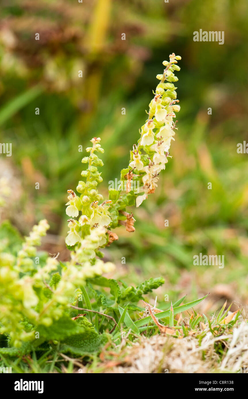 Wood sage hi-res stock photography and images - Alamy