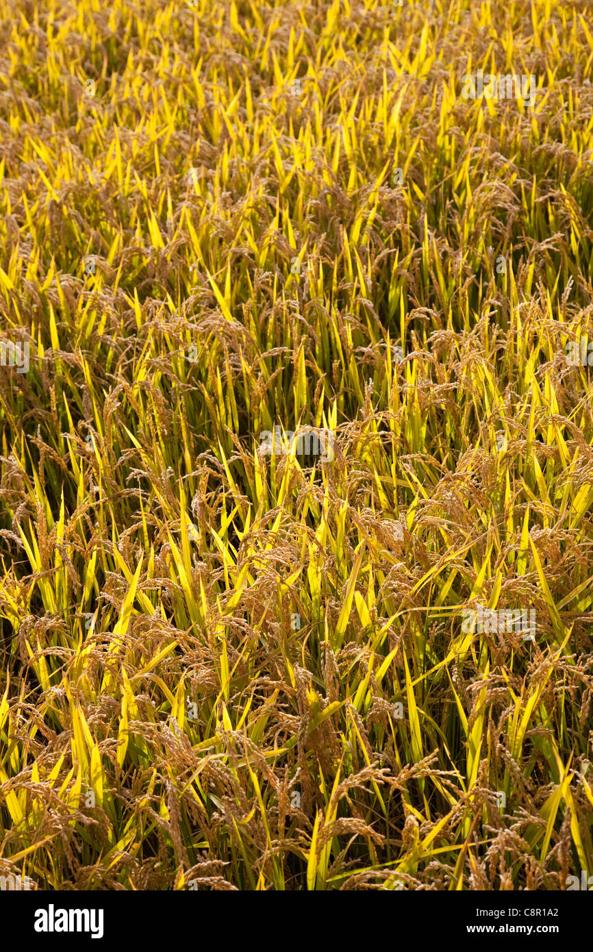 paddy rice field in autumn day Stock Photo - Alamy