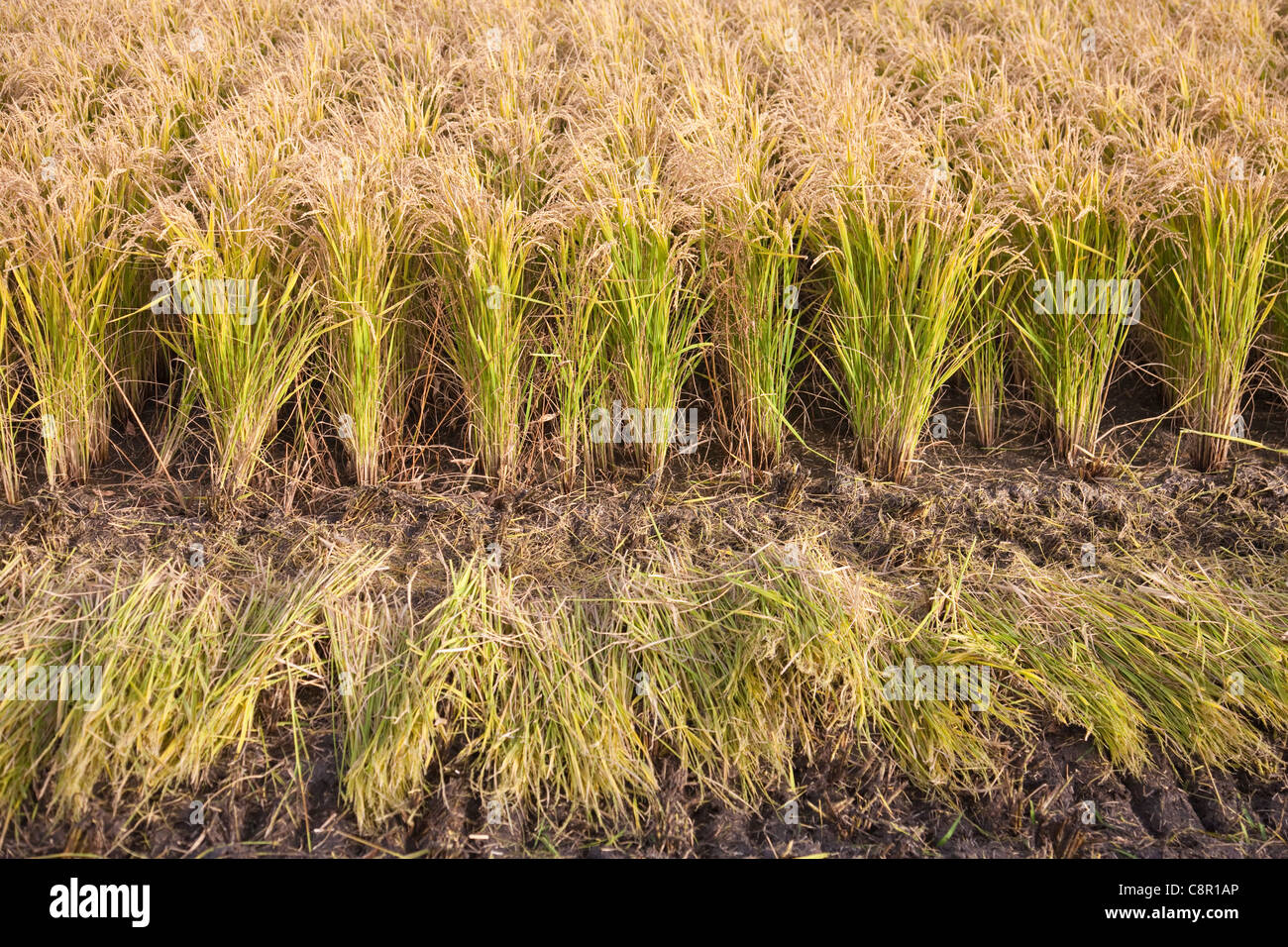 paddy rice field in autumn season Stock Photo - Alamy