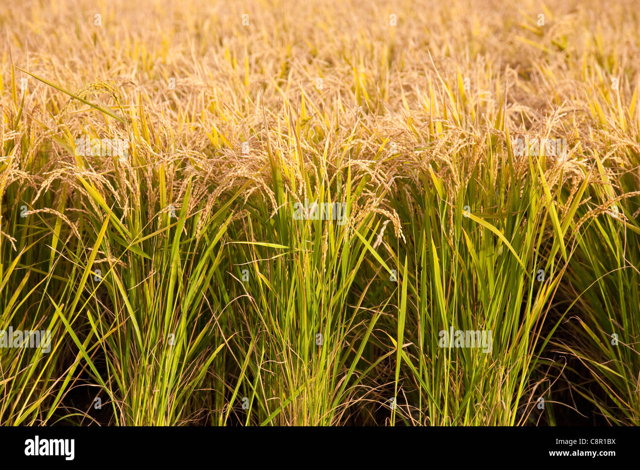 Paddy gold hi-res stock photography and images - Alamy