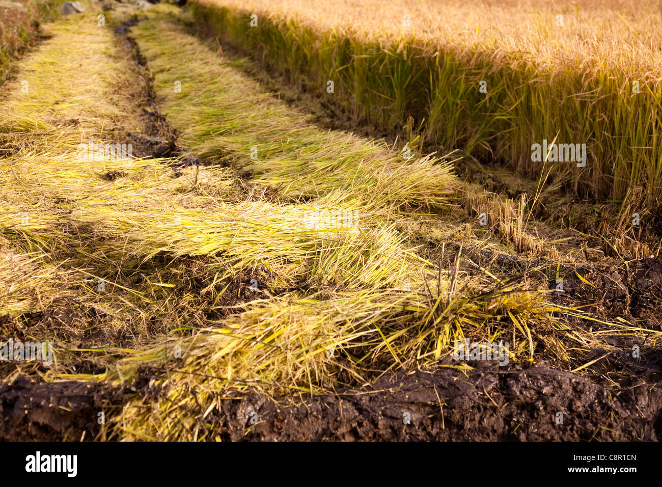 ripe paddy for harvest in autumn season Stock Photo - Alamy