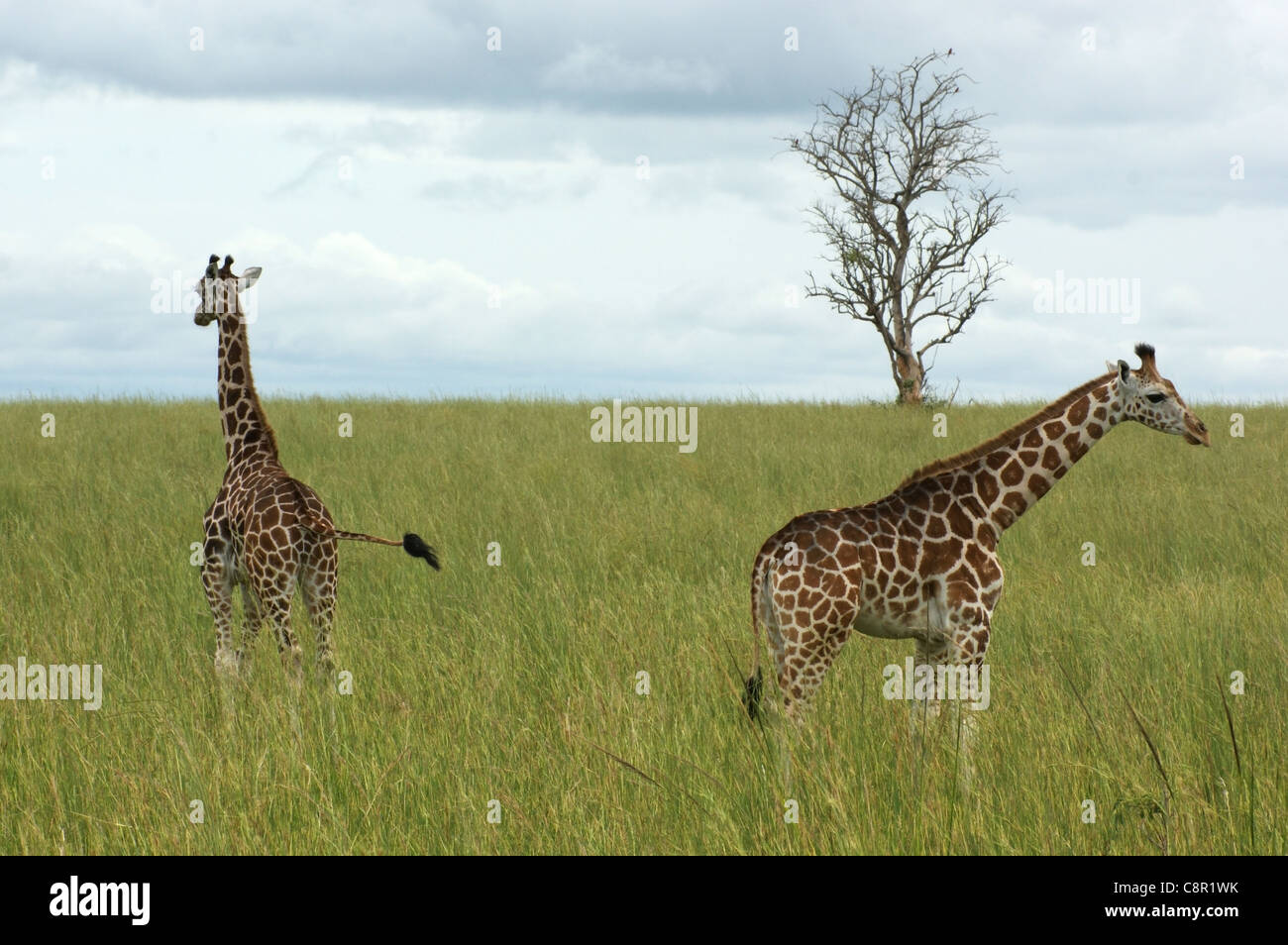 wide grassland scenery including two Rothschild Giraffes in Uganda ...