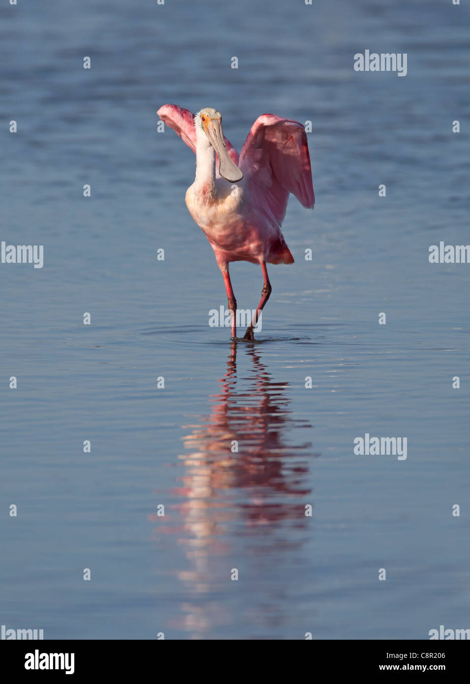 Red spoonbill hi-res stock photography and images - Alamy