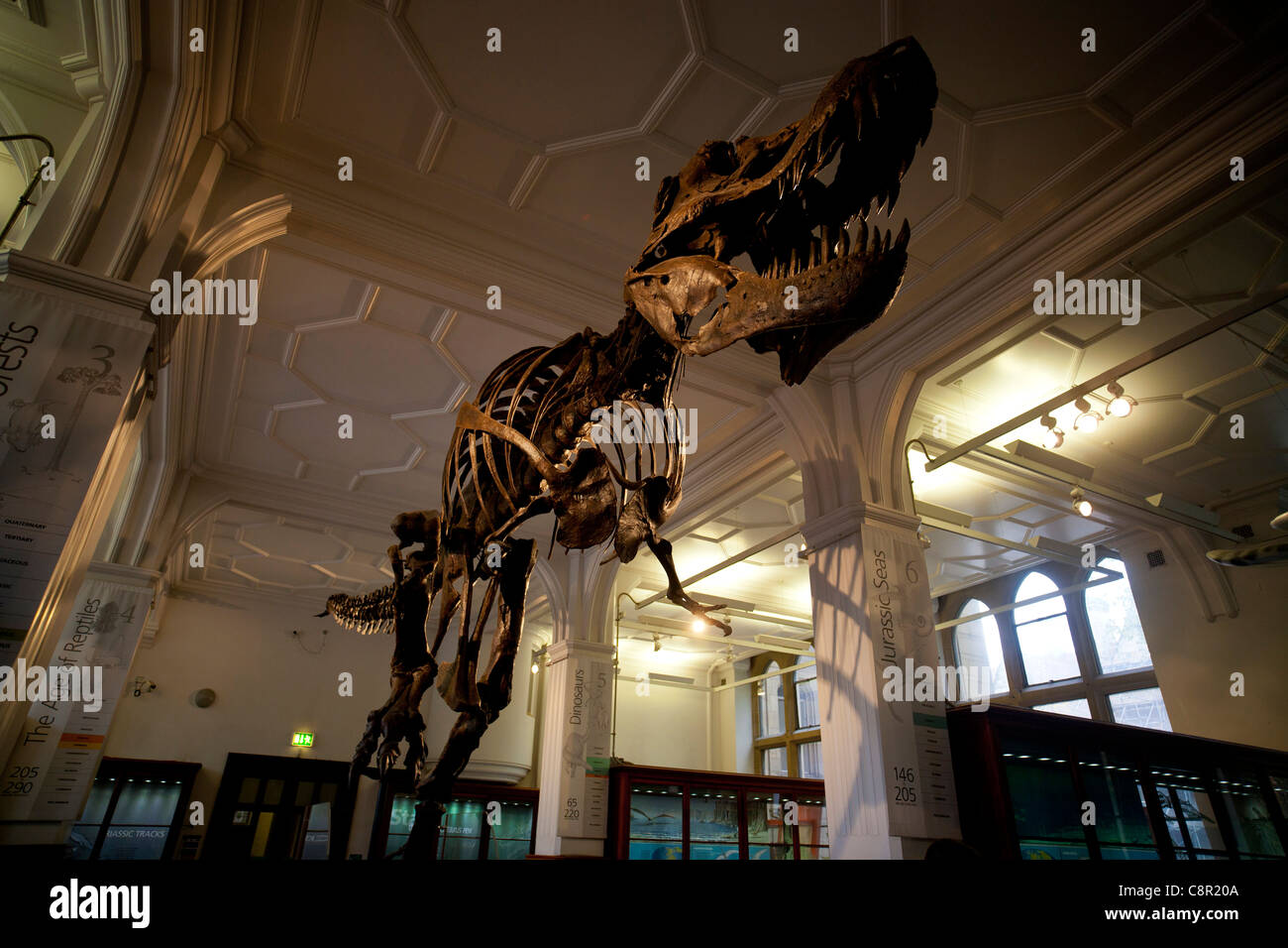 Manchester museum dinosaur hi-res stock photography and images - Alamy