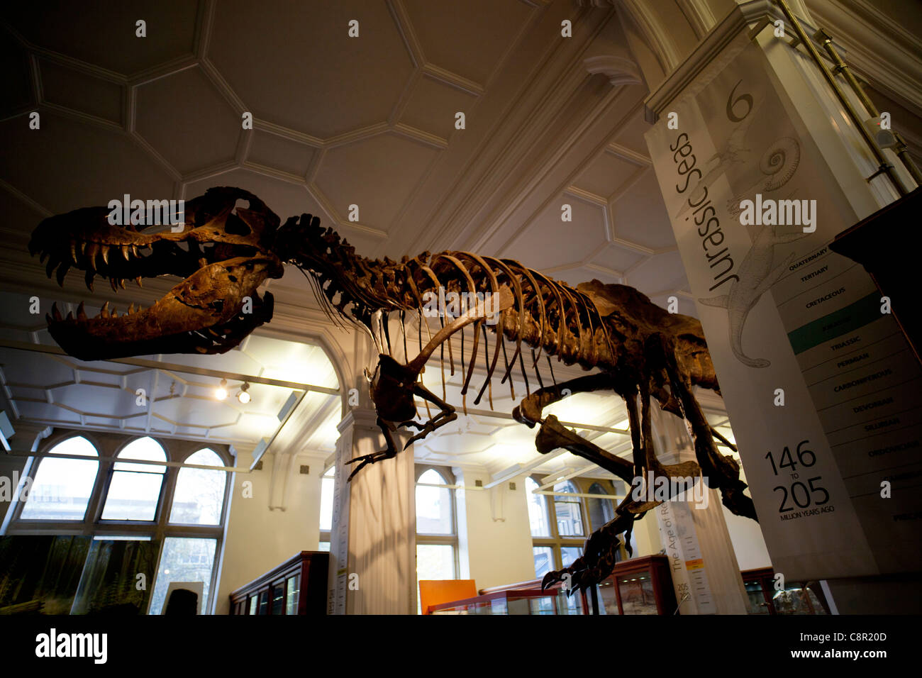 Manchester museum dinosaur hi-res stock photography and images - Alamy