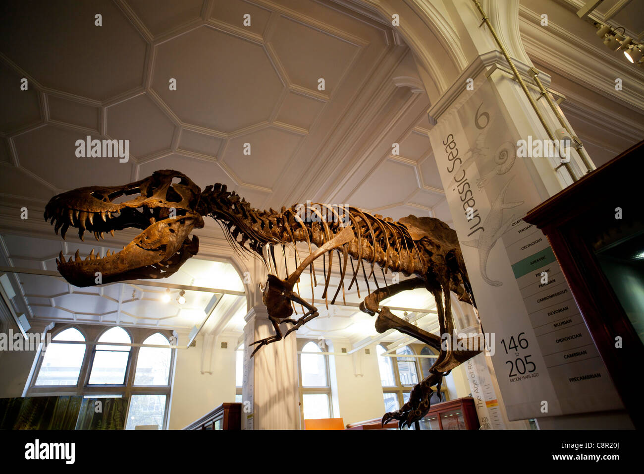 A reconstruction of a Tyrannosaurus Rex dinosaur towers over display ...