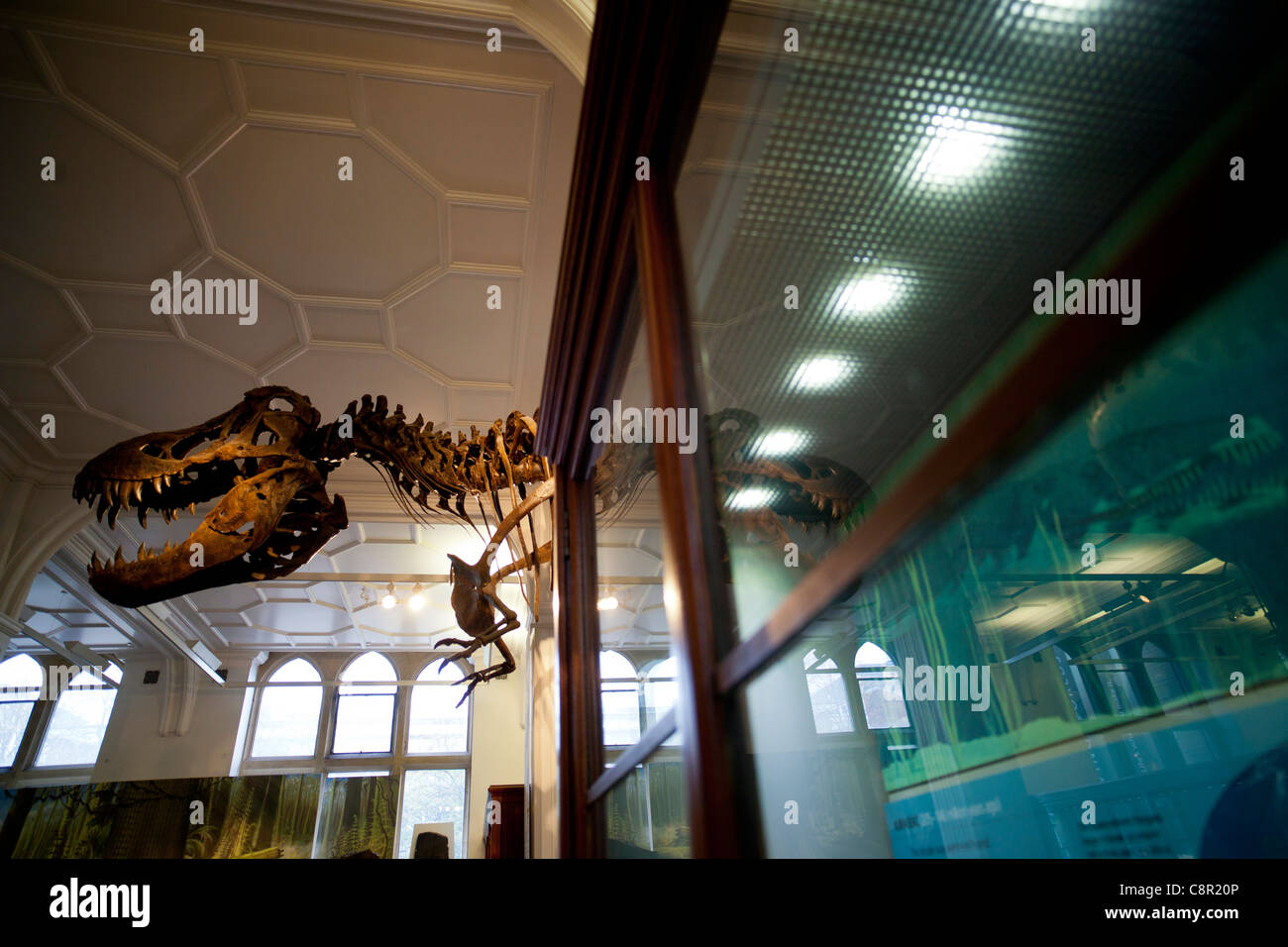 A reconstruction of a Tyrannosaurus Rex dinosaur towers over display ...