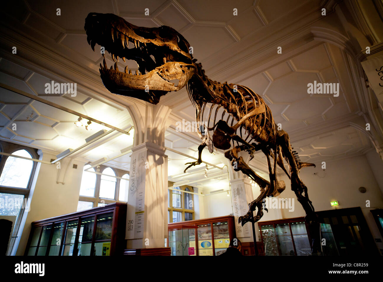 Manchester museum dinosaur hi-res stock photography and images - Alamy