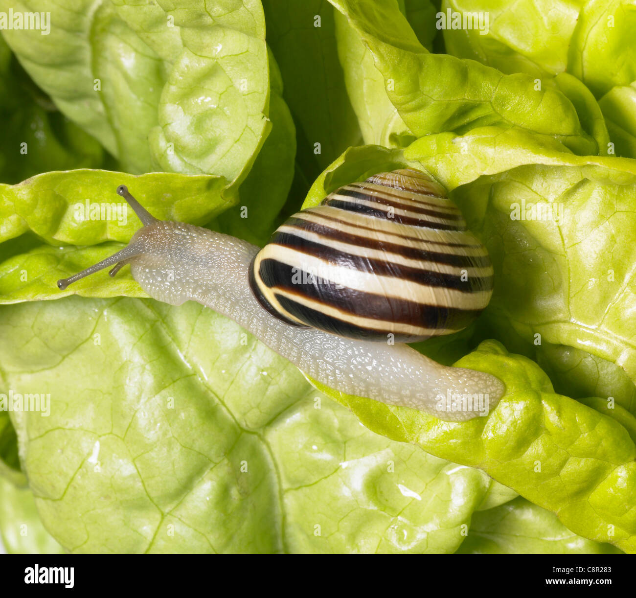 White lipped snail garden hi-res stock photography and images - Alamy