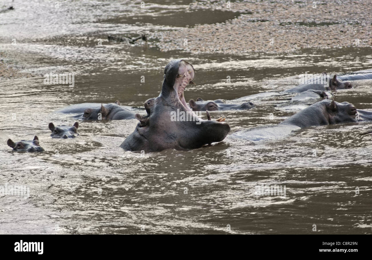 Hippos in the wild africa hi-res stock photography and images - Alamy