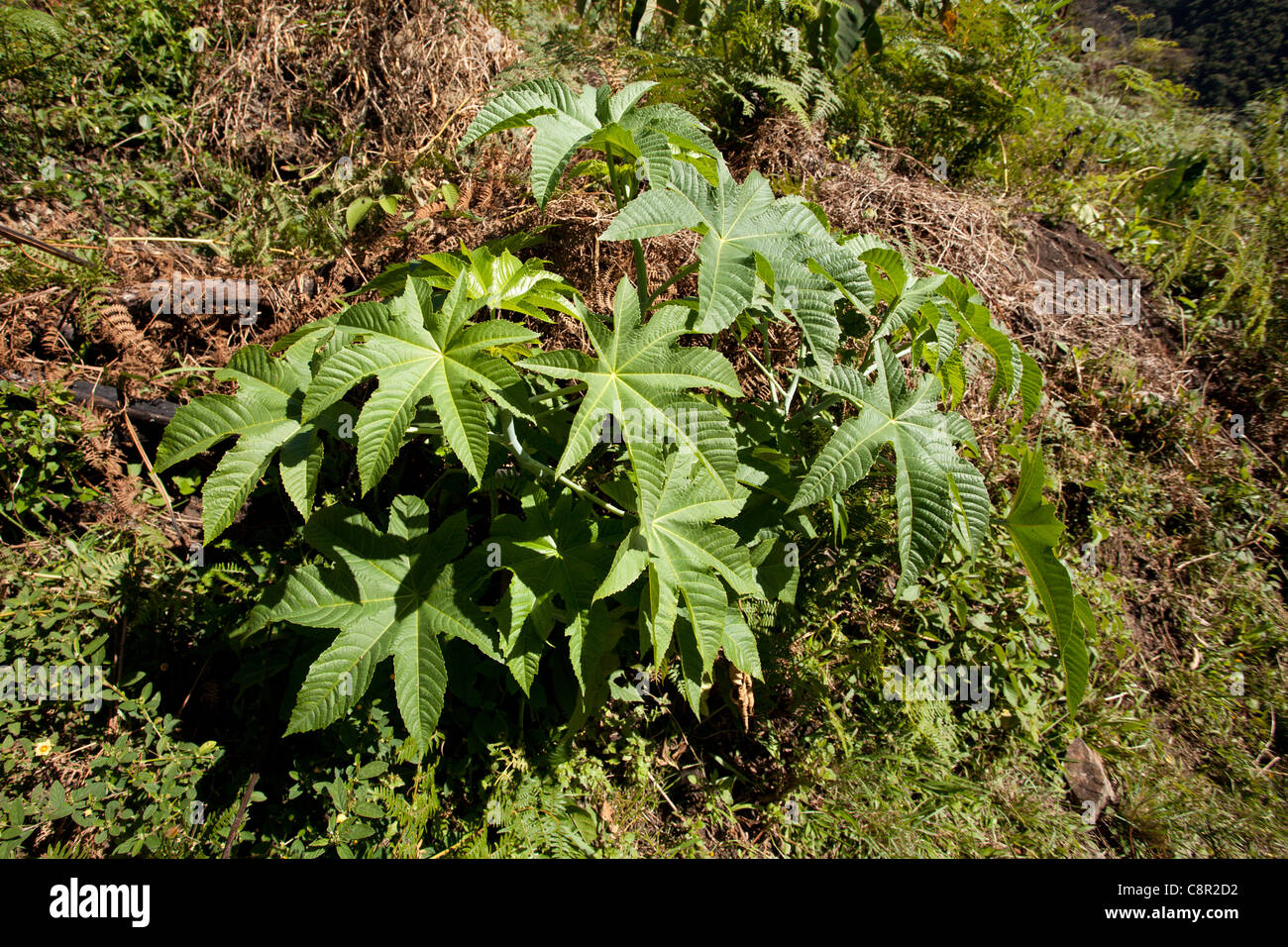 Yungas mountains hi-res stock photography and images - Alamy