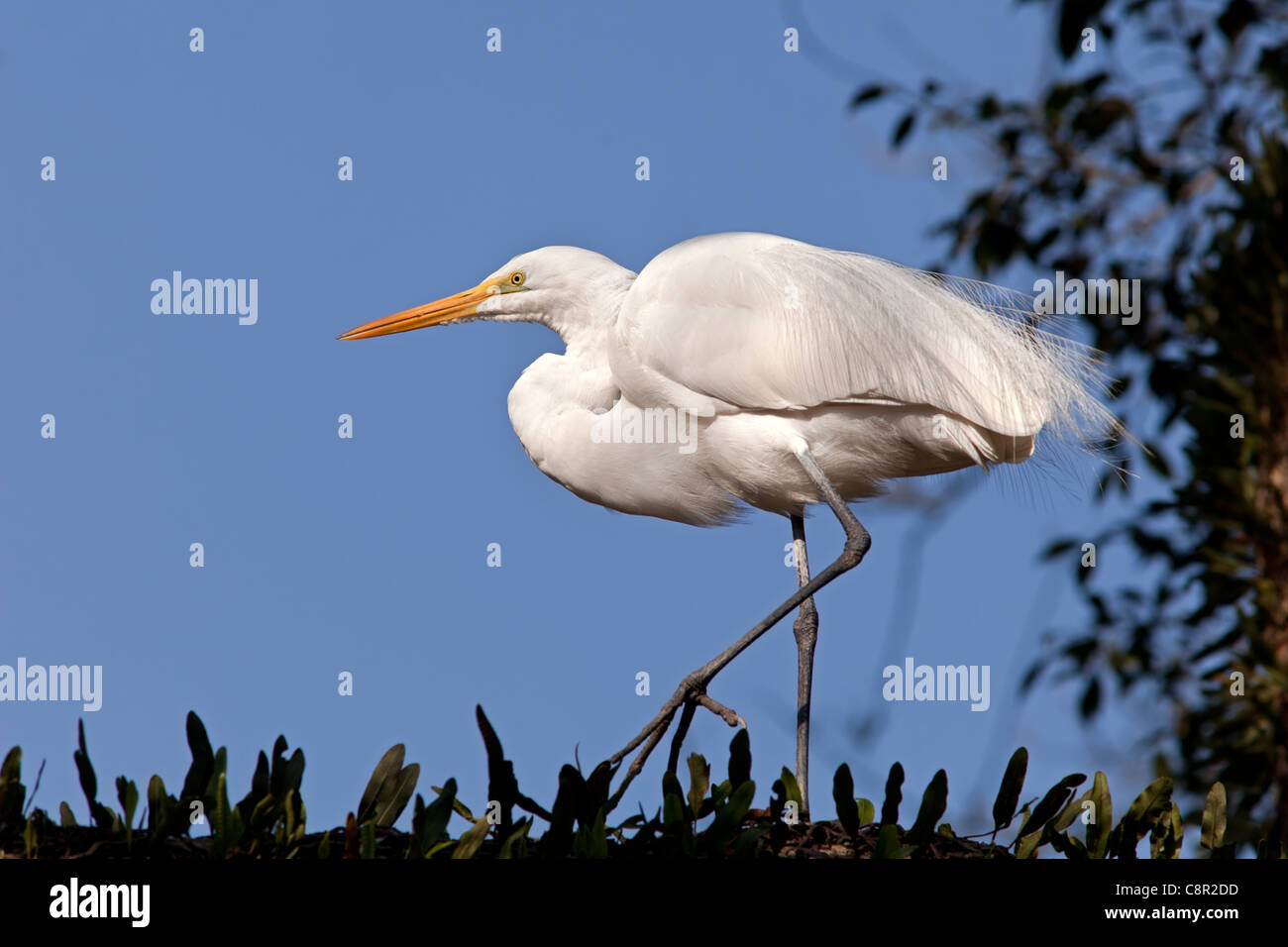 Greater egret hi-res stock photography and images - Alamy