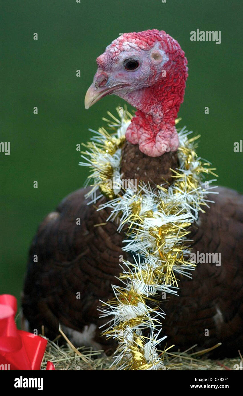 A turkey prepares for christmas Stock Photo - Alamy