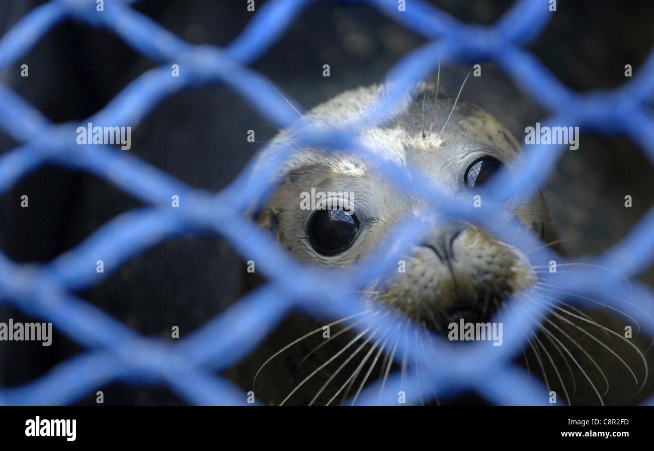 A seal peers out from a net before being released into the wild after a ...
