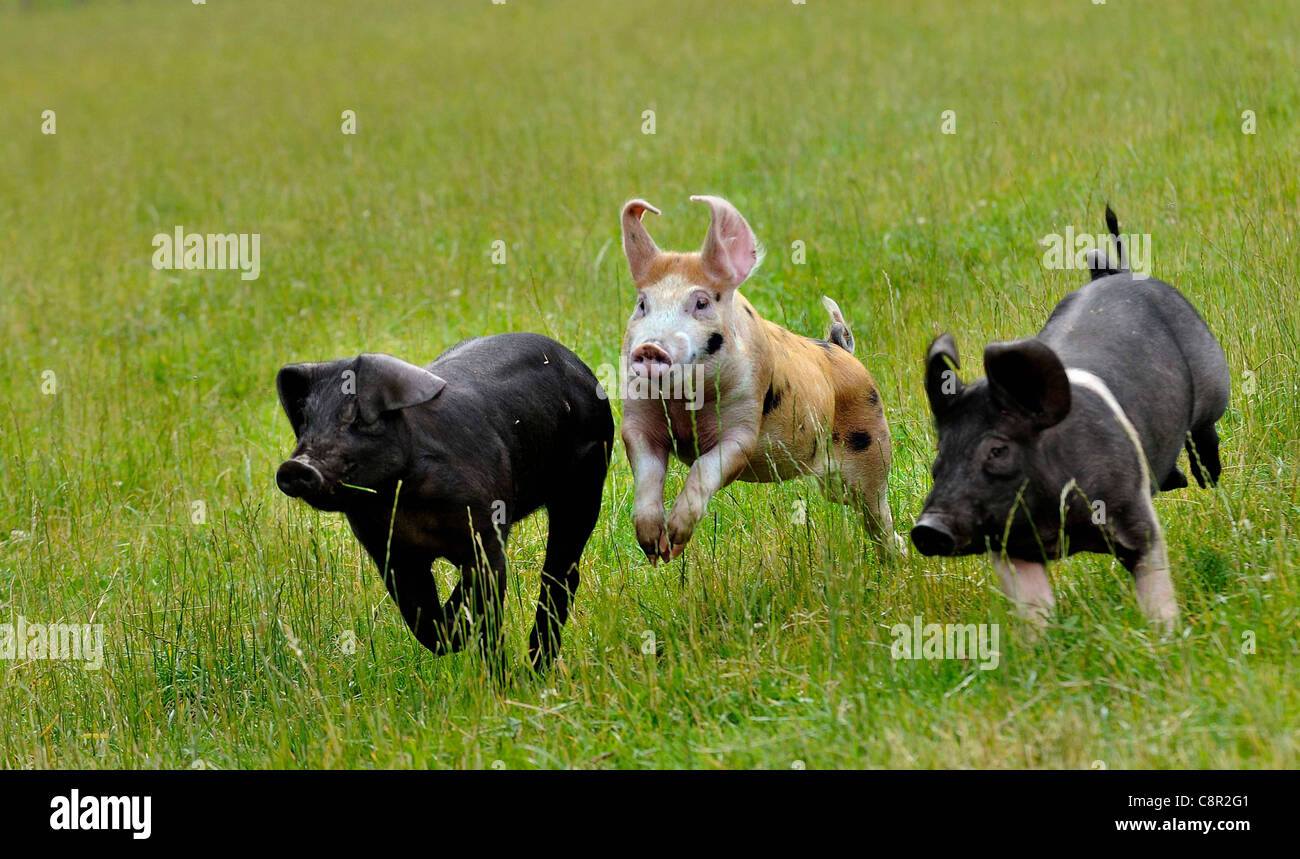 Pig racing hi-res stock photography and images - Alamy
