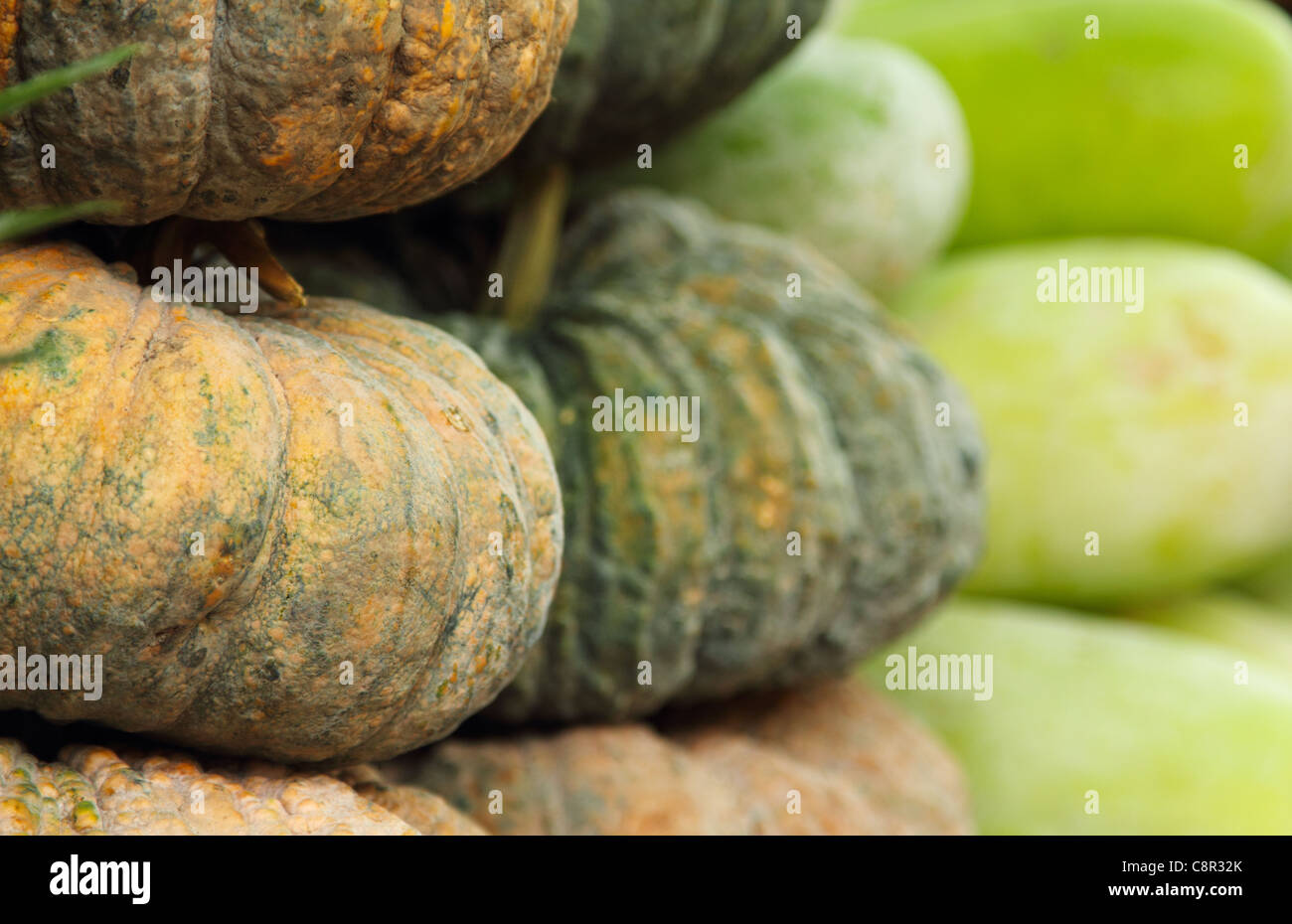Wax gourd hi-res stock photography and images - Alamy