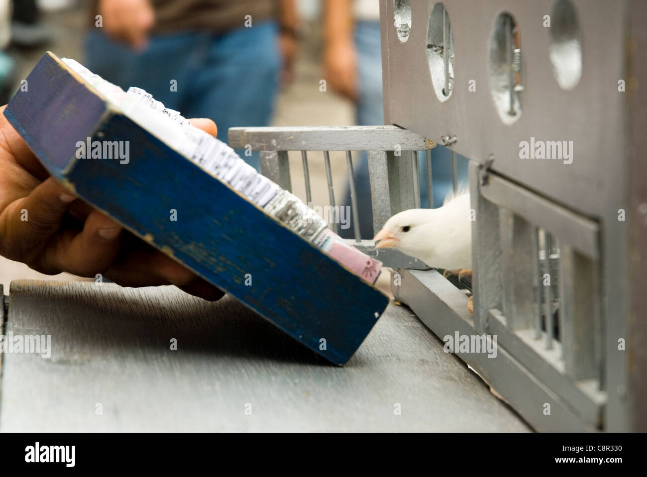 Good luck bird in cage hi-res stock photography and images - Alamy