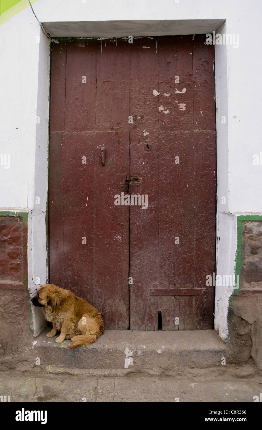 Dog on a doorstep in mining town of Huanuni, Bolivia Stock Photo - Alamy