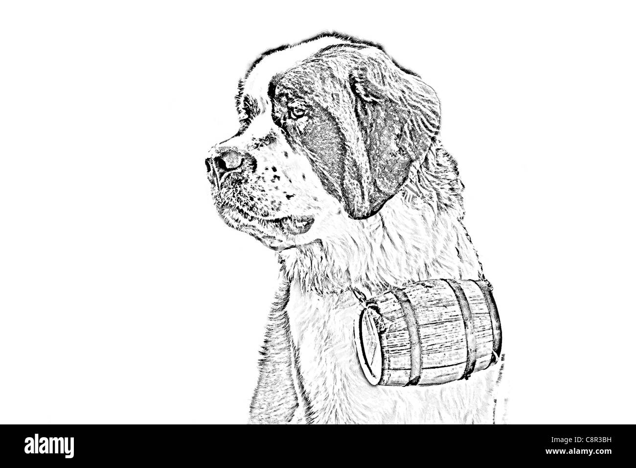 Sketch style portrait of a Saint Bernard dog Stock Photo - Alamy
