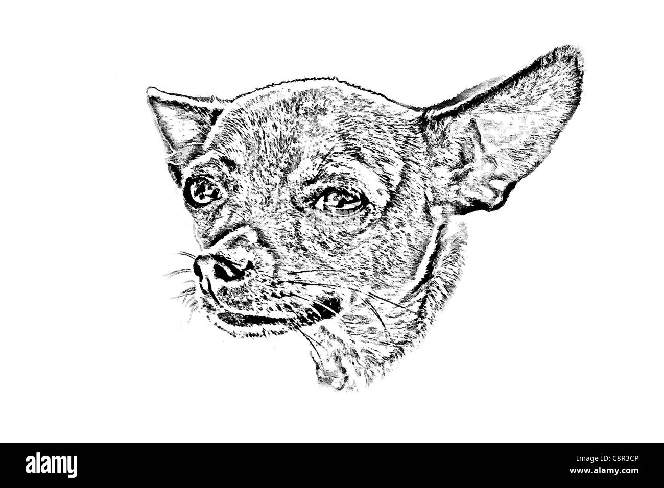 Small chihuahua toy dog Cut Out Stock Images & Pictures - Alamy