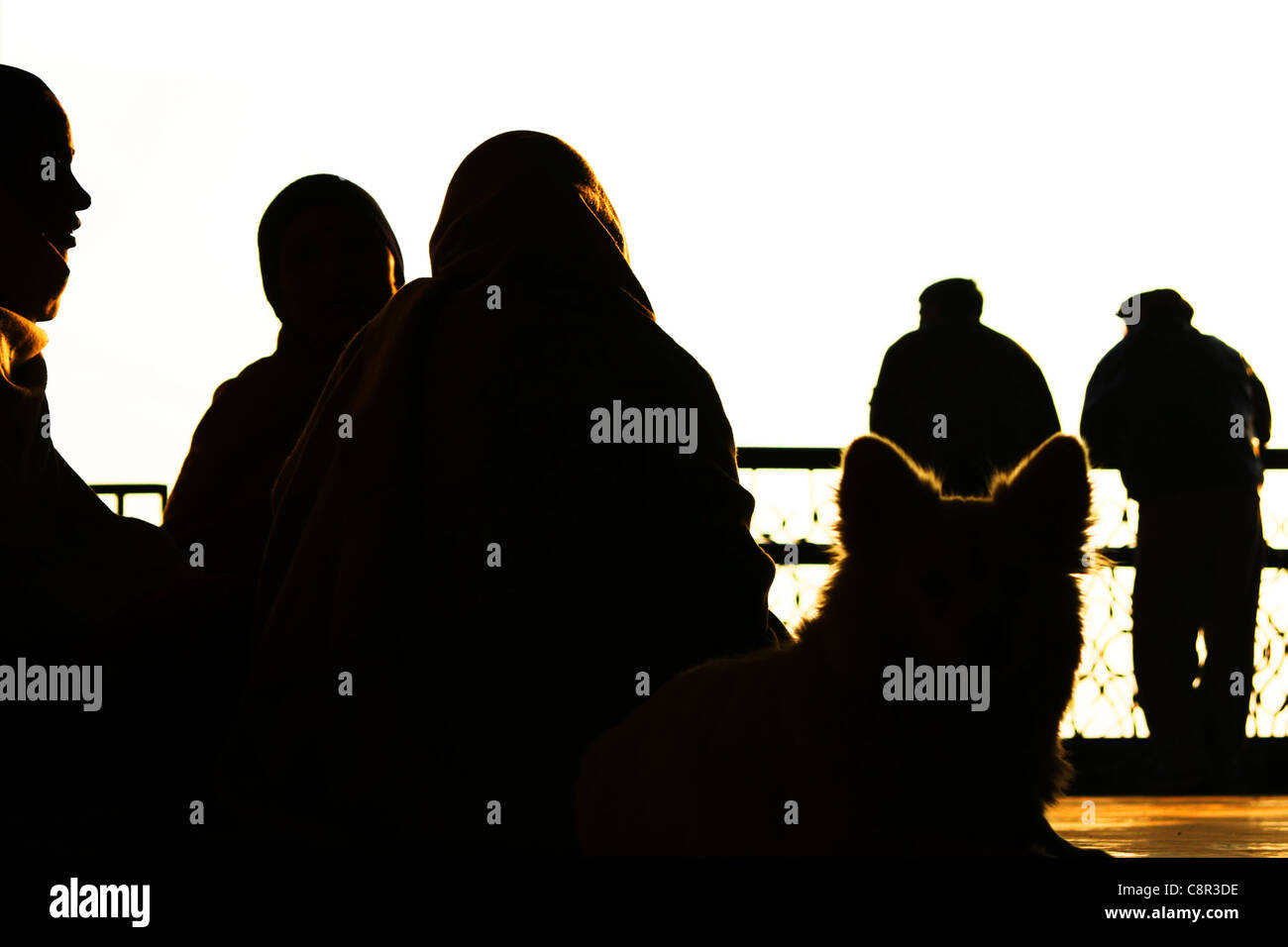 Singing dog hi-res stock photography and images - Alamy