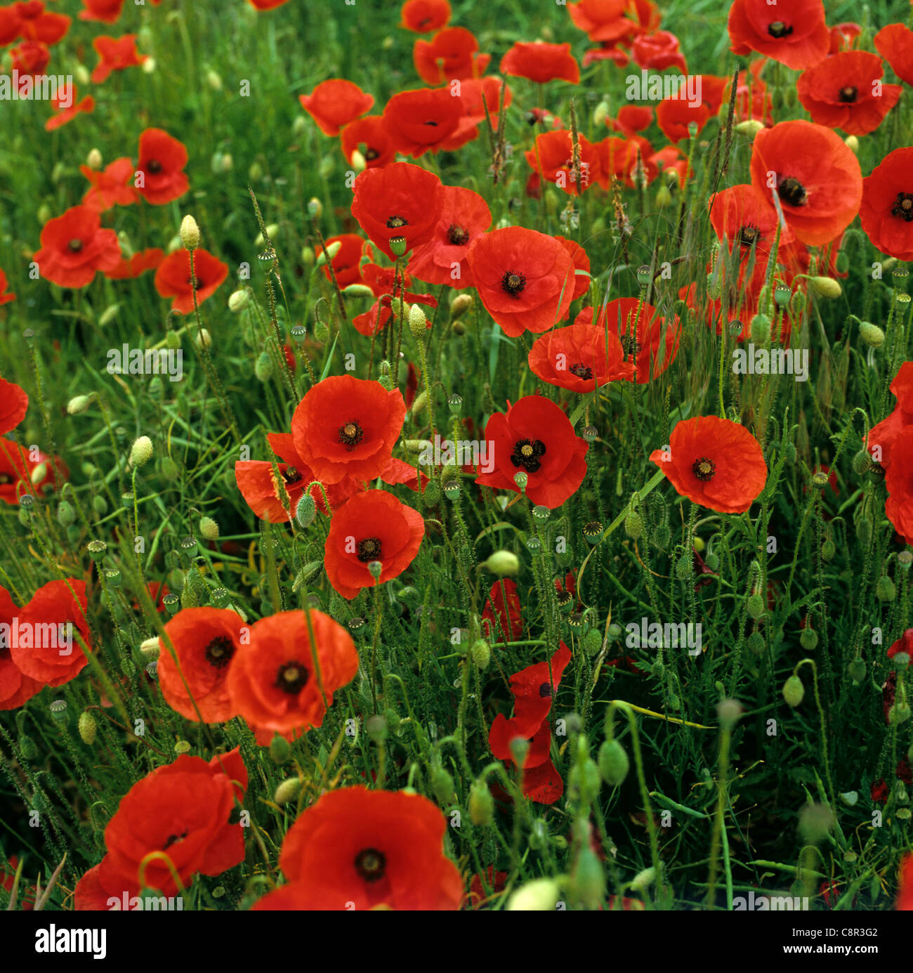 Flowering corn poppies (Papaver rhoeas Stock Photo - Alamy