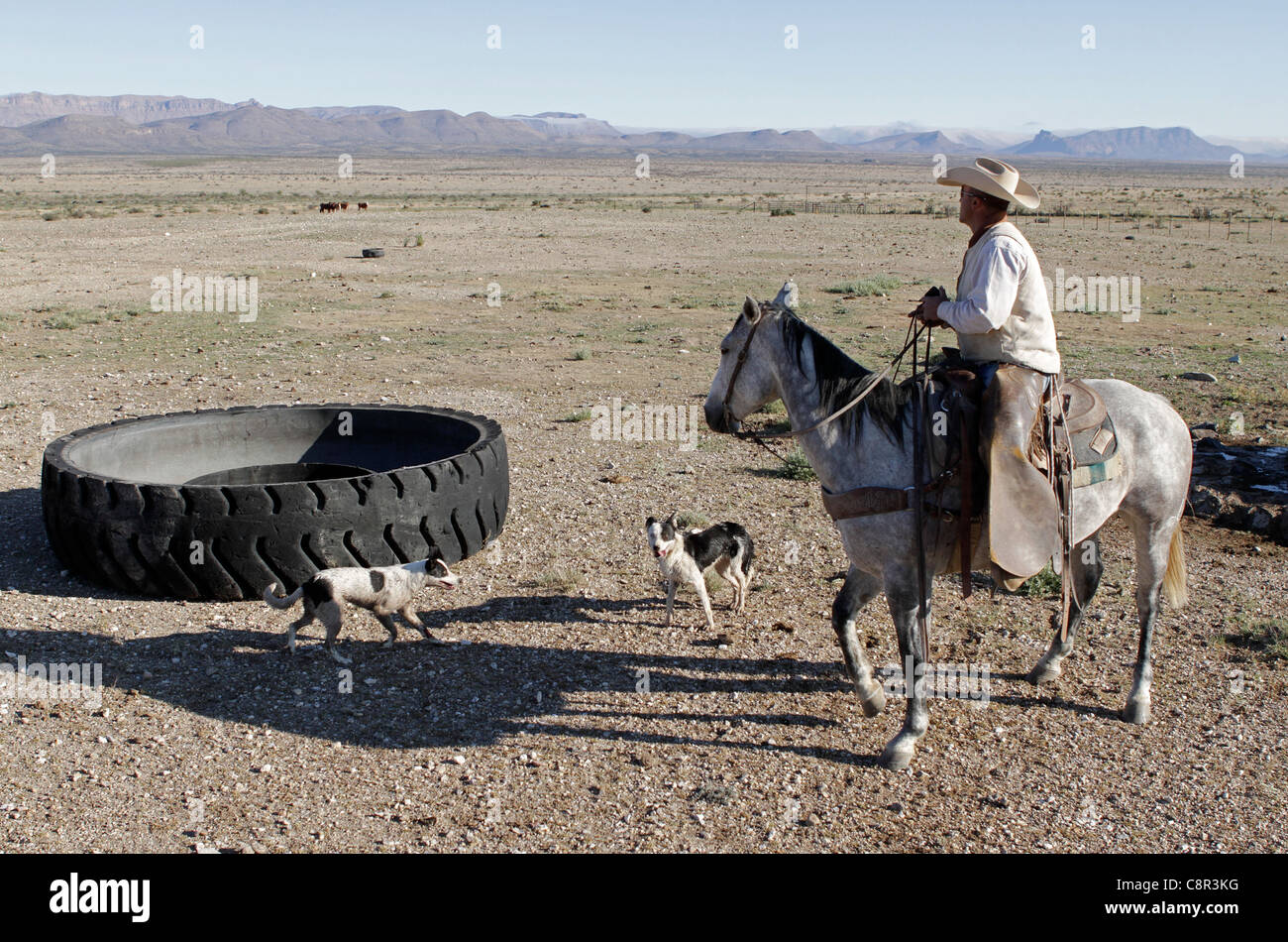 Rancher inspecting grazing area of a West Texas Ranch badly affected by ...