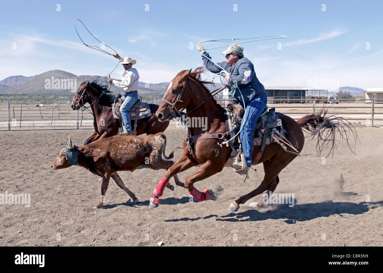 Man working cattle texas hi-res stock photography and images - Alamy