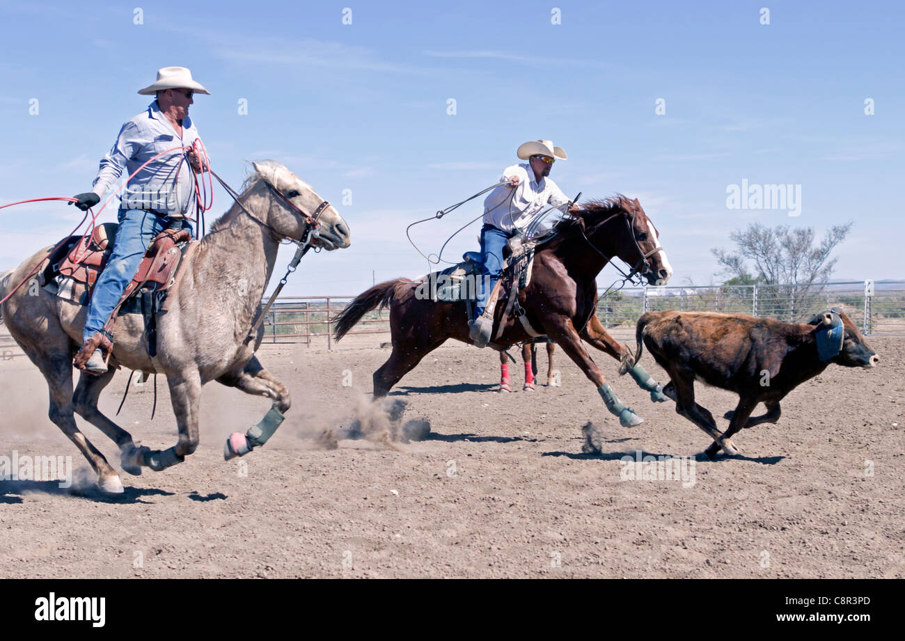 Roping horse hi-res stock photography and images - Alamy